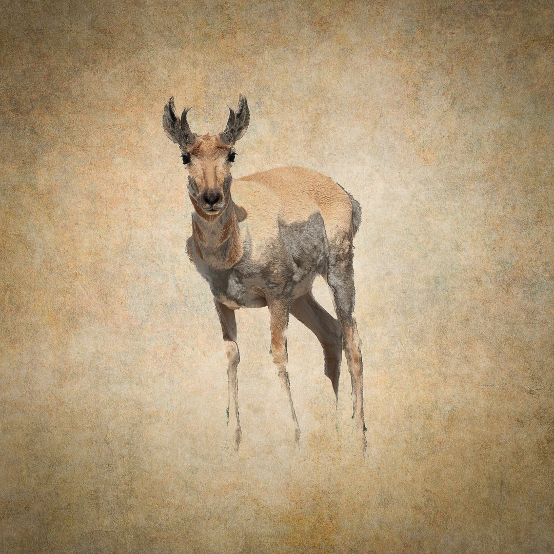 Pronghorn Antelope Art Print -- Digital Download -- 16 X 16 Inches ...