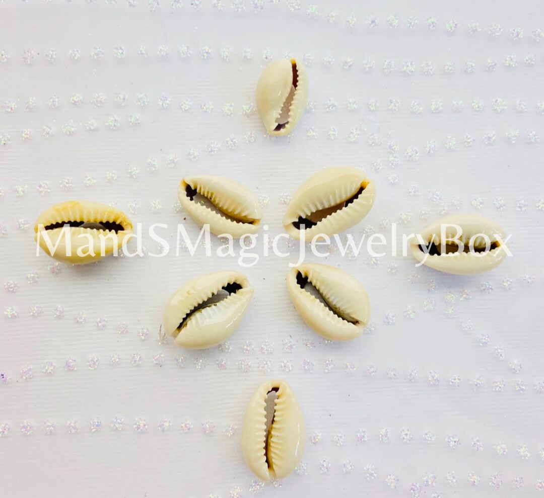 Cowrie Authentic Real Shells |conchas Auténticas De Cowrie - Etsy