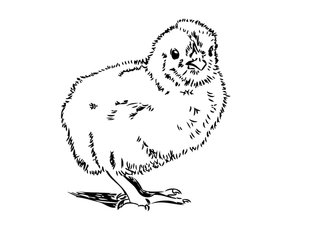 Baby Chick Chicken Farm Animal Bird Country Sketch VECTOR Eps Jpeg Svg ...