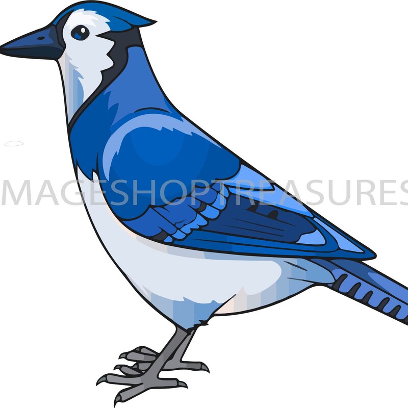 Blue Jay Wings - Etsy