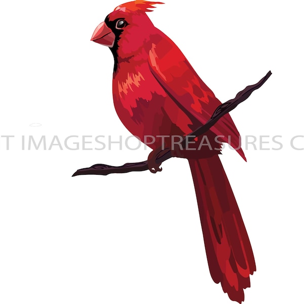 Cartoon Cardinal Svg - Etsy