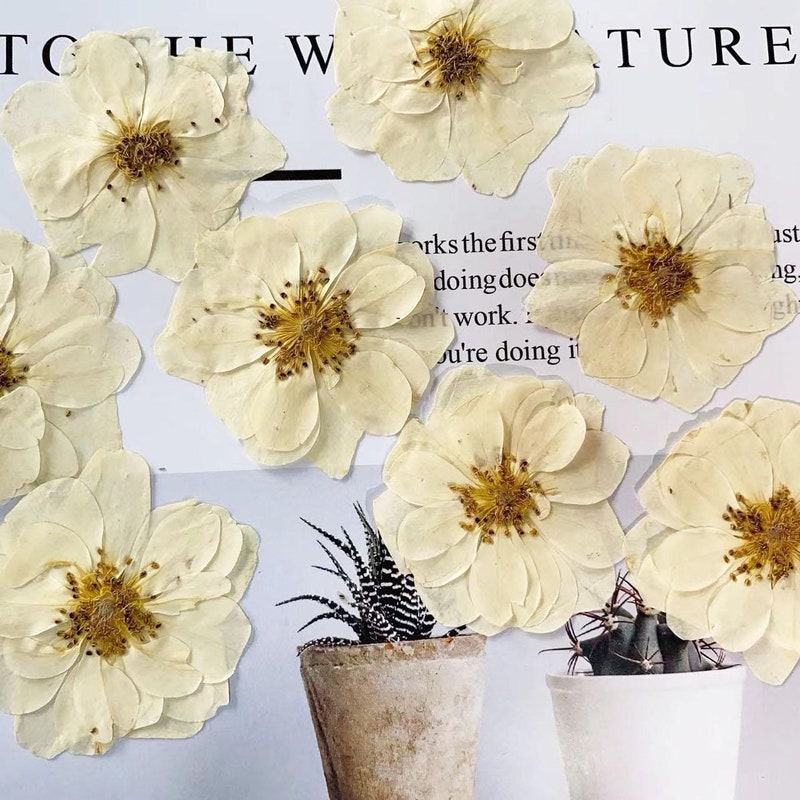 Dried Pressed Roses Large - Etsy