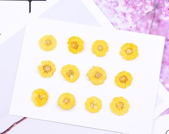 Pressed Flowersyellow Pressed Flowers 100 Pcsdried Pressed | Etsy