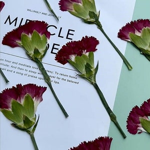 Pressed Flowers,carnation Stems Dry,half Carnation 6 Pcs/pack,dry ...