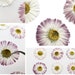 Pressed Daisy Flowers,a Pack of 6 PCS Dried Pressed Flowers,dried ...