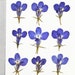 Blue Pressed Flowers,a Pack of 12 PCS Dry Pressed Flowers,dried Flower ...