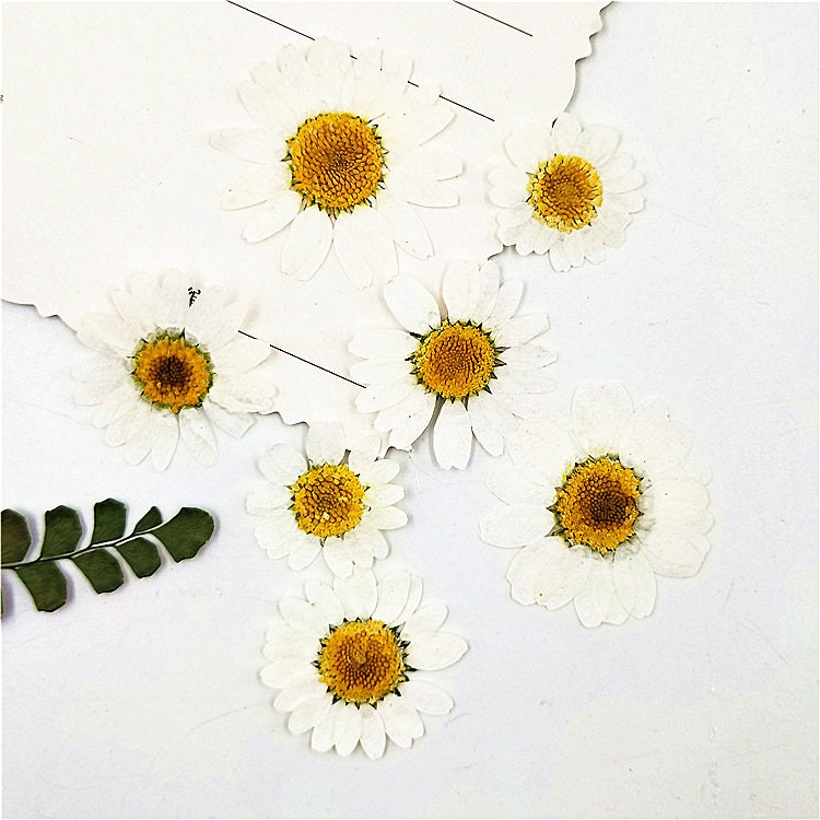 A Pack of 12 PCS Pressed White Daisy Flower Real Dry Flower | Etsy