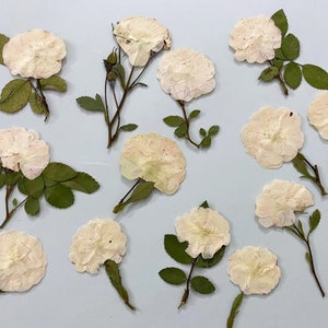 Pressed Flowers,rose White Pressed Flowers 6 Pcs/pack,pressed Flower ...