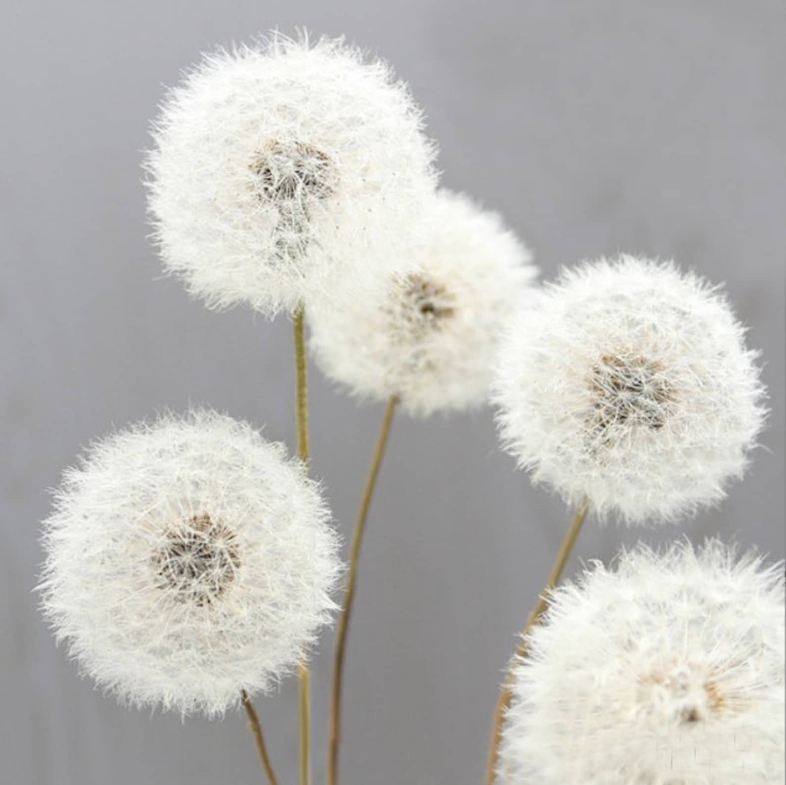 The History and Symbolism of Dried Dandelion Flowers in Floral Arrangements - Driedero