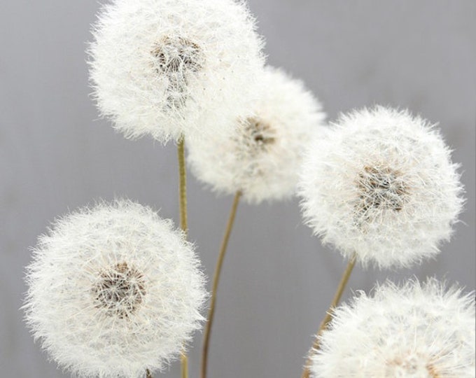 Dandelion Wishes Cube Pendant, Necklace With Real Dandelion Seeds in ...