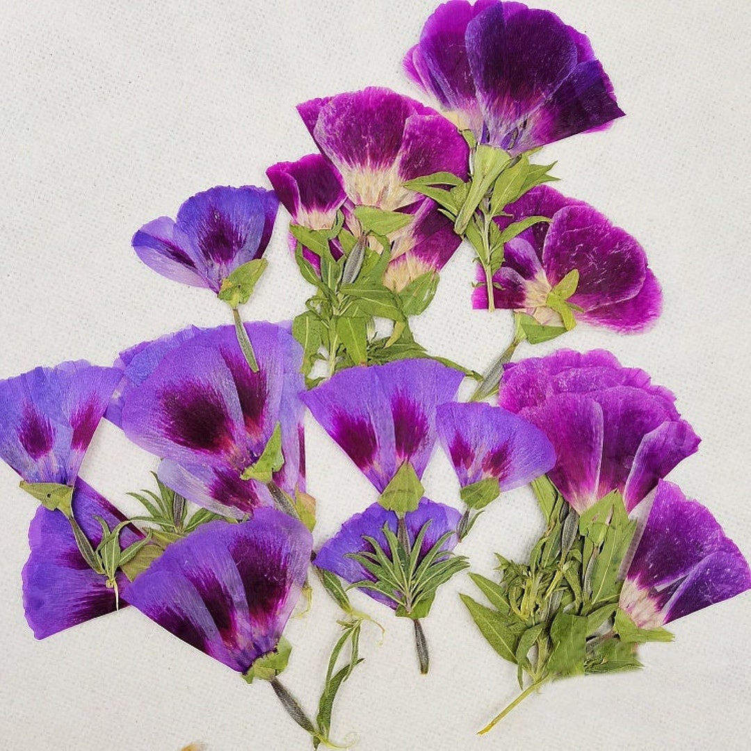 Pressed Flower,purple Pressed Flower,8 Pcs/pack,pressed Flower,purple ...