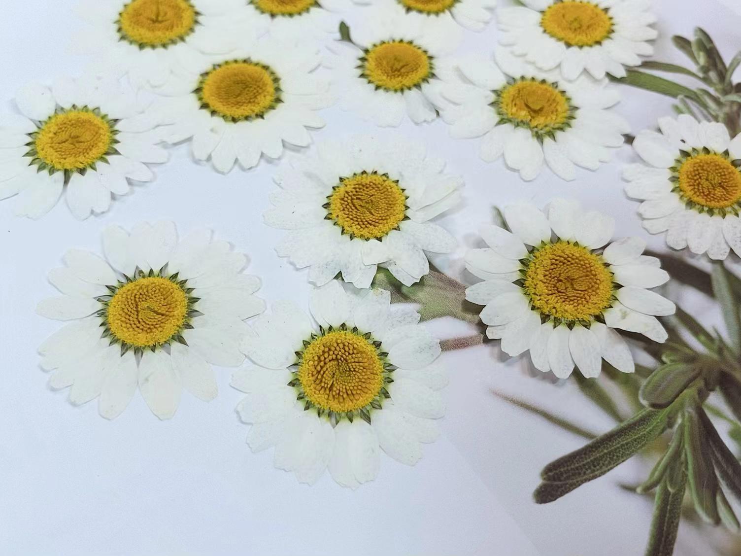Pressed White Daisy (3 Sizes) 12pcs/pack Small Dry Flower Preserved ...