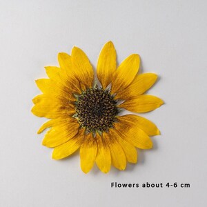 Pressed Flower,pressed Flower Big Sunflower,2 Pcs/pack,dry Flower ...