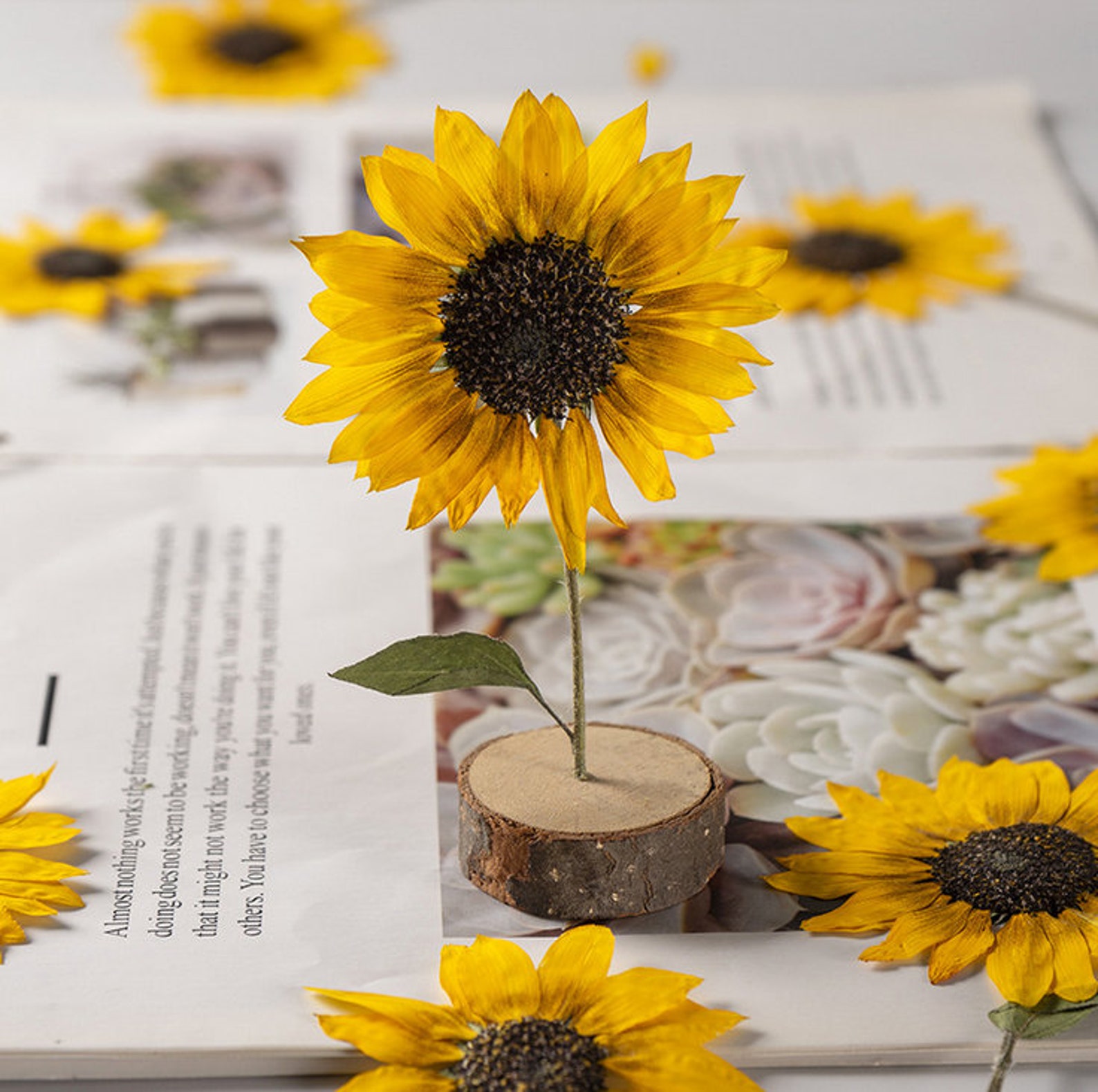 Pressed Flower,sunflower Pressed Flower,set of 2 Pcs,pressed Yellow ...
