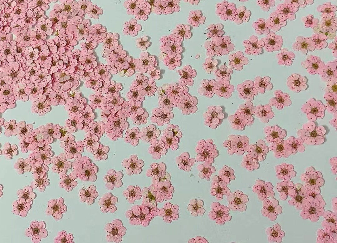 Pressed Flowers,pink Pressed Flowers,20 Pcs/pack,pink Flower Dried ...