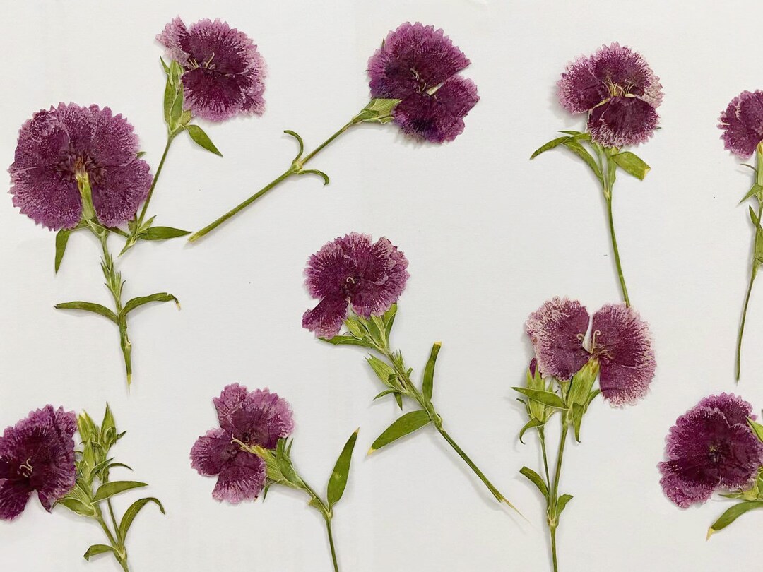 Pressed Flowers,pink Purple Pressed Flower,12 Pcs/pack,dried Flowers ...