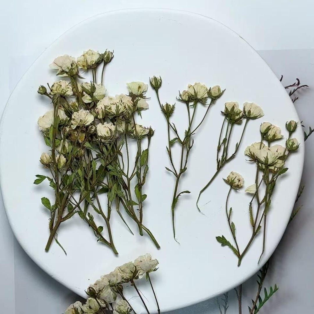 Pressed Flowers,rosebud White Pressed Flowers 6 Pcs/pack,dry Flat Rice ...
