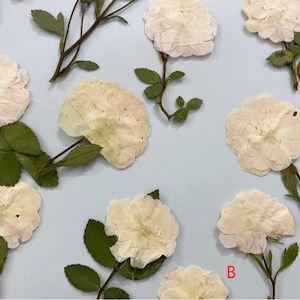 Pressed Flowers,rose White Pressed Flowers 6 Pcs/pack,pressed Flower ...