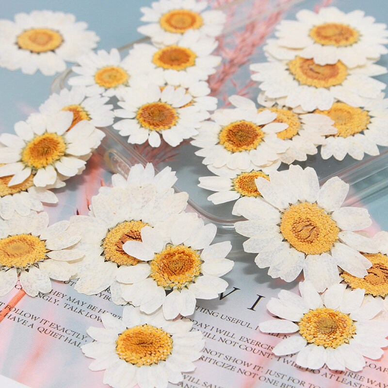 A Pack of 12 PCS Pressed White Daisy Flower Real Dry Flower | Etsy