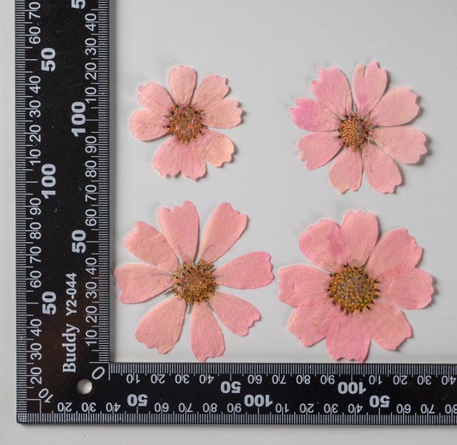 Pressed Flower,a Pack of 6 Pcs,pink Pressed Flower,dried Flower,pink ...