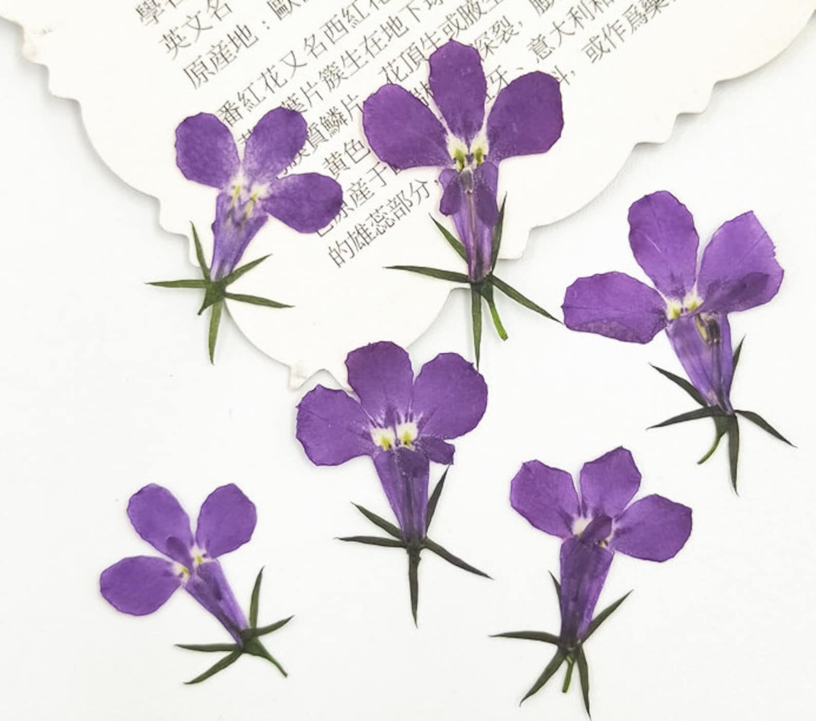 Pressed Flowersa Pack of 12 PCS Blue Purple Pressed - Etsy