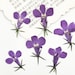 Pressed Flowers,a Pack of 12 PCS Blue Purple Pressed Flowers,dried ...