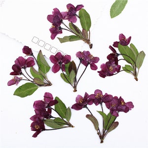 A Pack of 6 Pcs,pressed Dried Flowers,dried Thousand Begonia Flower ...