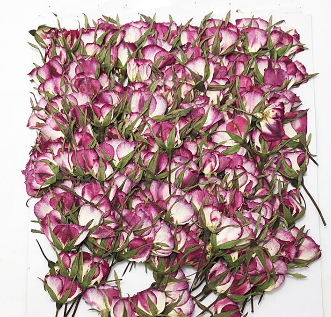 Pressed Purple Rose Buds: Dried Flowers for Crafts (12 Pcs/pack) - Etsy
