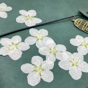 A Pack of 12 PCS Pressed White Daisy Flower Real Dry Flower - Etsy