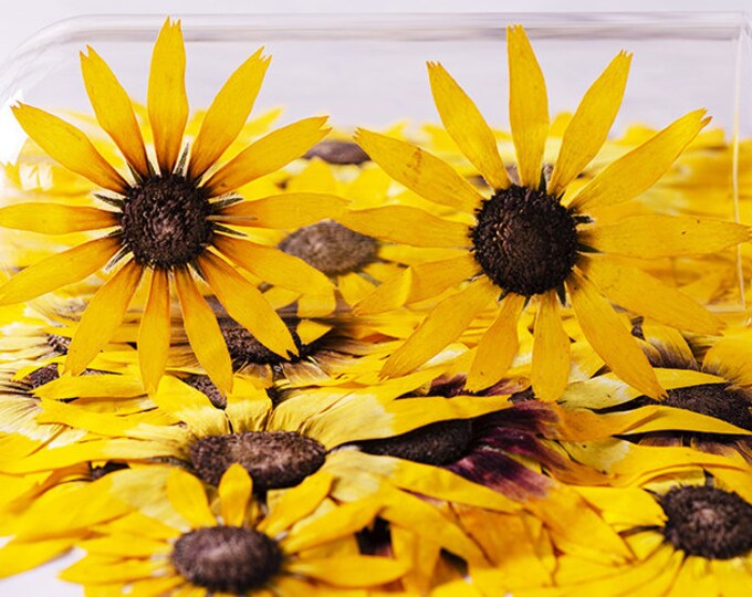 Pressed Flowers Sunflower5 Pcs/packpressed Flowers Large - Etsy
