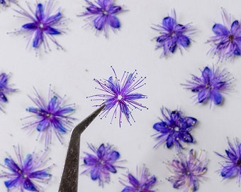 Blue Pressed Flowers,a Pack of 12 PCS Dry Pressed Flowers,dried Flower ...