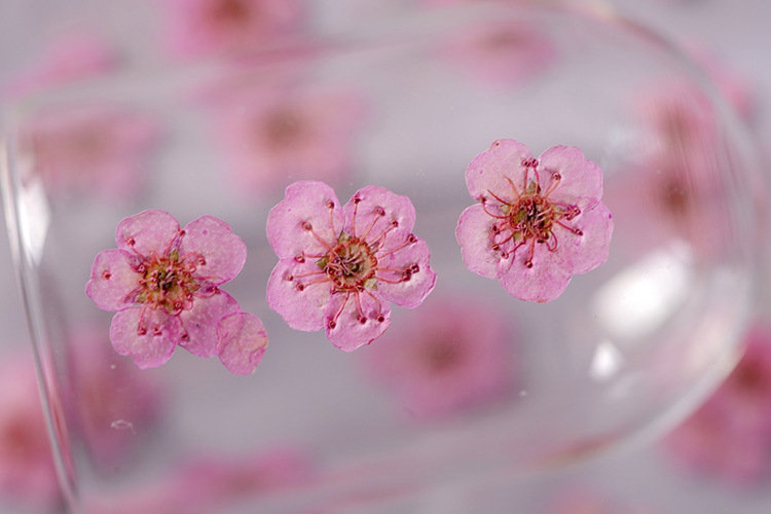 Pressed Flowers,pink Pressed Flowers,20 Pcs/pack,pink Flower,pink Dried ...
