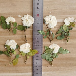 Pressed Flowers,rose White Pressed Flowers 6 Pcs/pack,pressed Flower ...