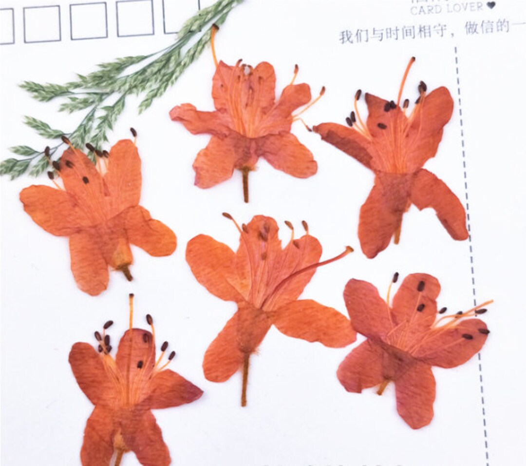 Pressed Flowers,set of 12 PCS, Pressed Flowers Art,orange Red Purple ...