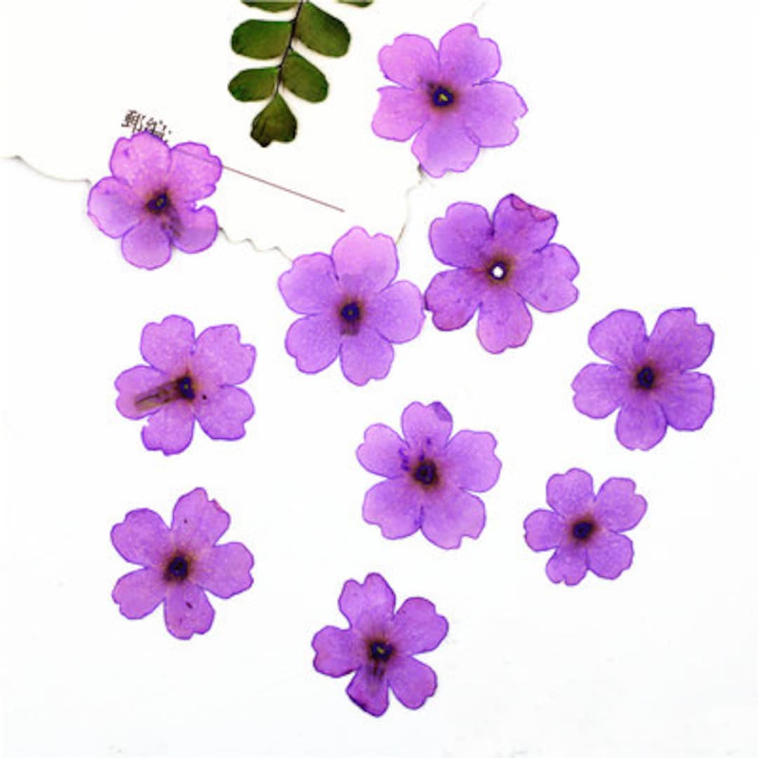 Pressed Flowers,purple Pressed Flowers,12 Pcs/pack,purple Flower,dried ...