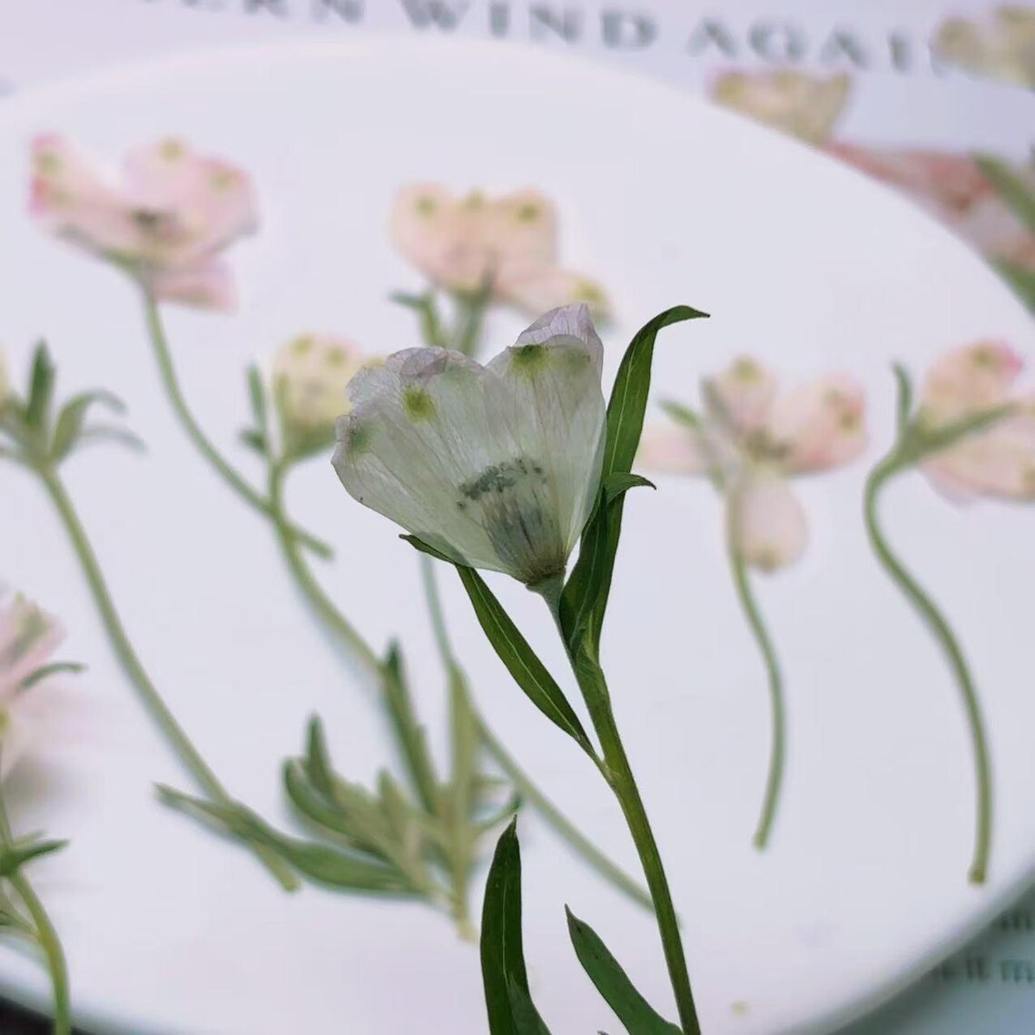 Pressed Flowers,light Pink Pressed Flowers,dry Flower Stems,6 Pcs/pack ...