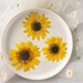 Pressed Flower,pressed Flower Big Sunflower,2 Pcs/pack,dry Flower ...