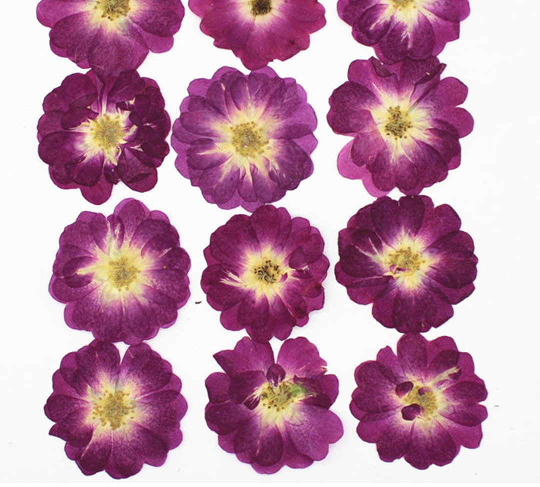 Pressed Roses Flowers,a Pack of 8 PCS Dried Pressed Flowers,dried ...