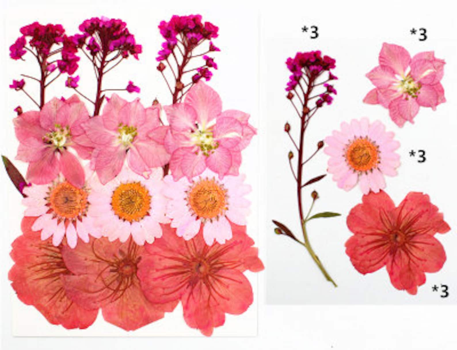 Set of 11-15 PCS Pressed Dried Flower Assorted Pressed Flowers | Etsy