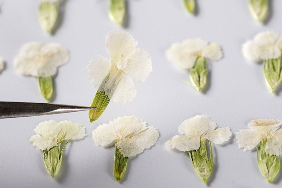 White Pressed Carnations: Dried Flowers for Crafts (12 PCS) - Etsy
