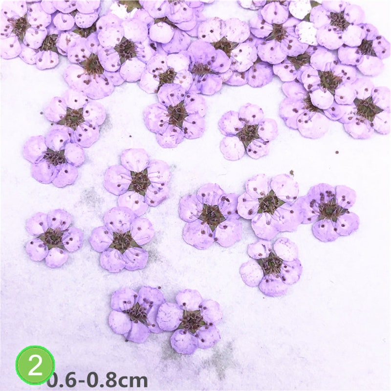 Scrapbook Flowers Bulk - Etsy