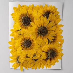 Pressed Flower,pressed Flower Big Sunflower,2 Pcs/pack,dry Flower ...