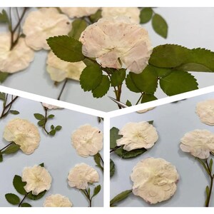 Pressed Flowers,rose White Pressed Flowers 6 Pcs/pack,pressed Flower ...