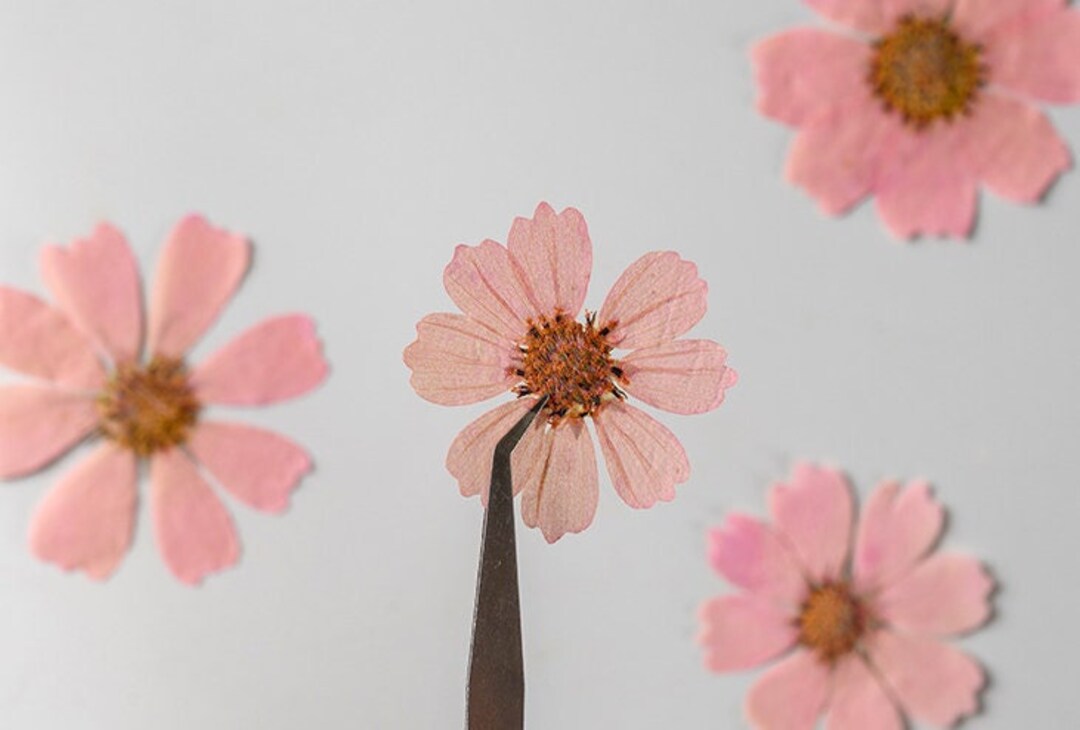 Pressed Flower,a Pack of 6 Pcs,pink Pressed Flower,dried Flower,pink ...