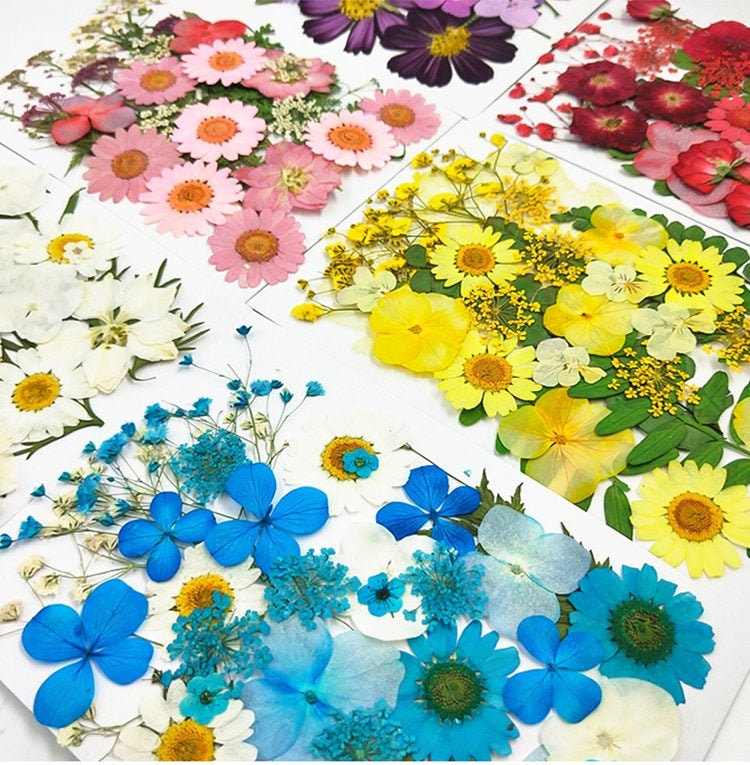 A Pack of 28-35 PCS Dried Flat Flower Packs Pressed Flowers - Etsy