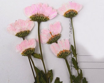 Pink Carnation Pressed Flowers,6 Pcs/pack,pressed Flowers,pink Dried ...