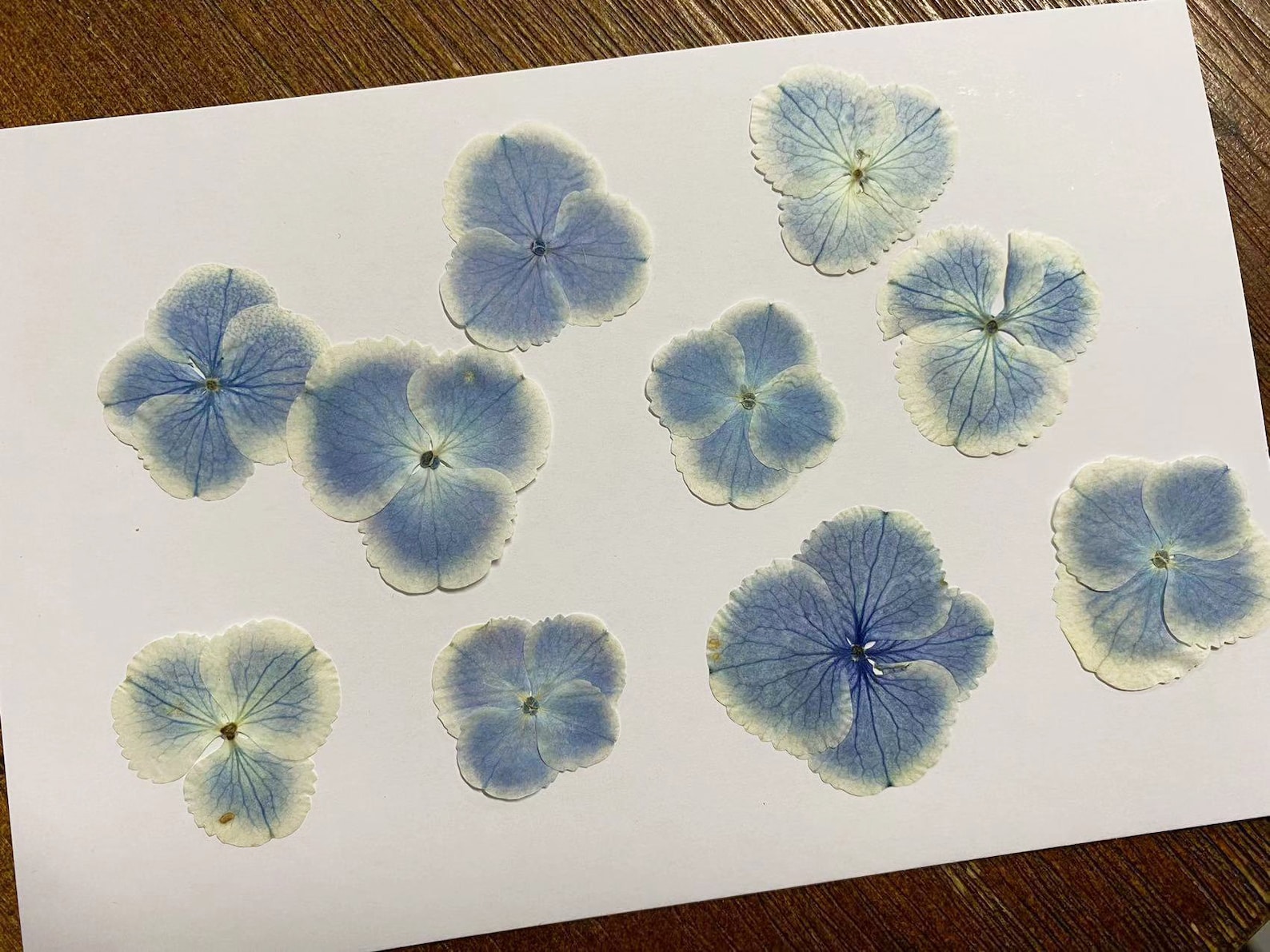 Pressed Flowerblue White Dried Flowerset of 10 Pcspressed - Etsy