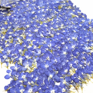 Blue Pressed Flowers,a Pack of 12 PCS Dry Pressed Flowers,dried Flower ...