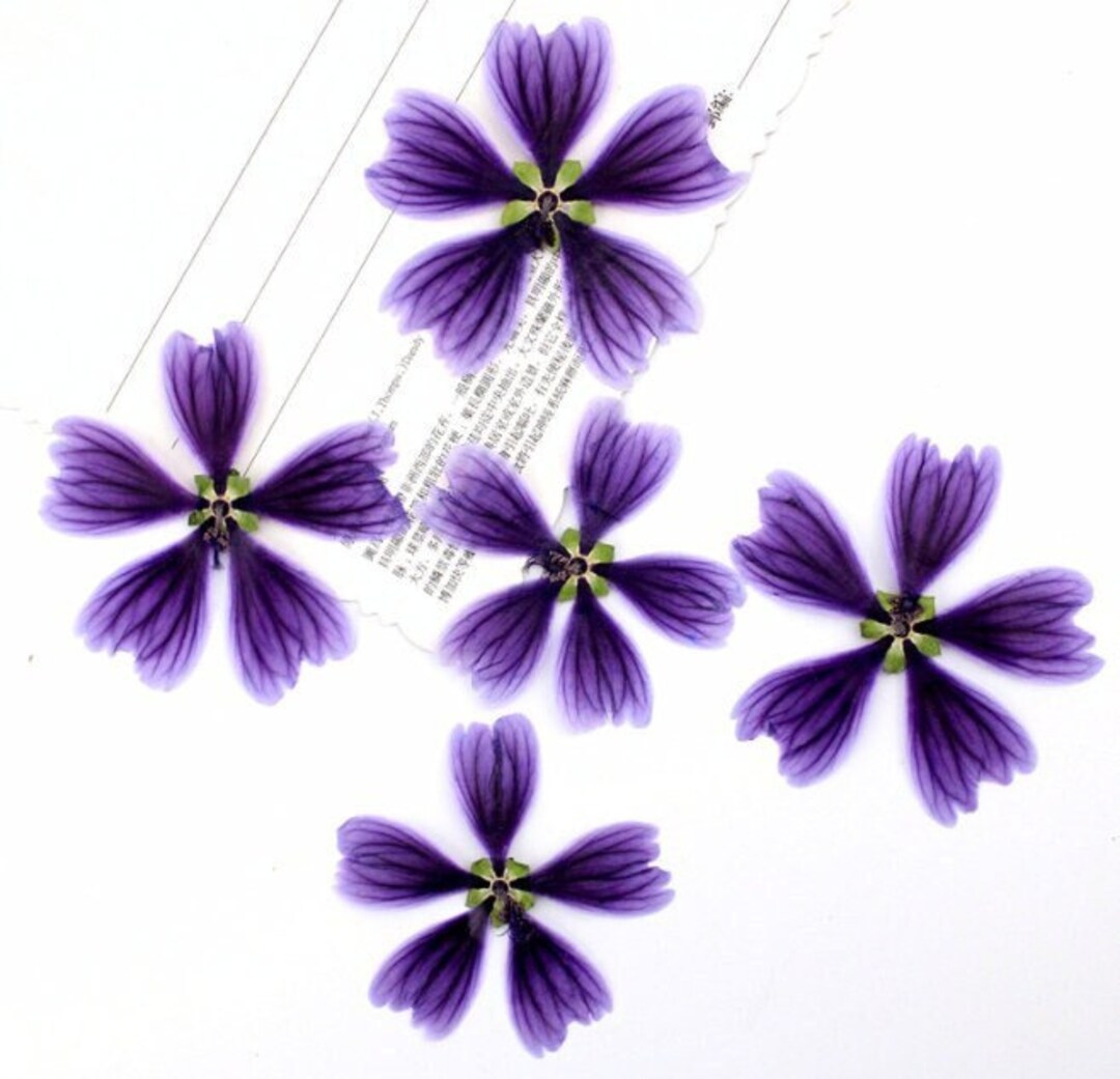 Pressed Flowers Mallow,mixed Purple 10 Pcs/pack,pressed Flower,large ...