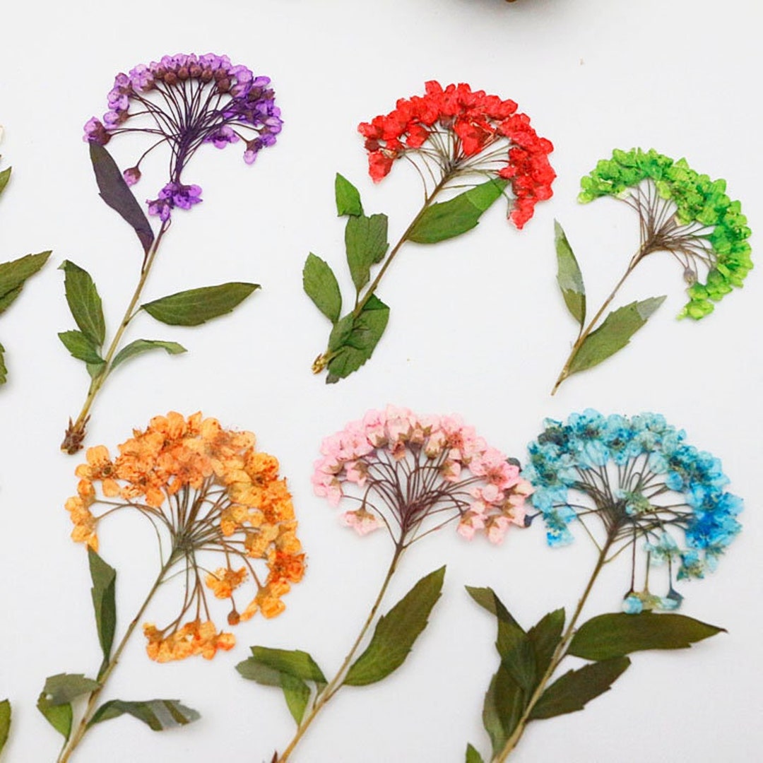 Dry Pressed Flower,bulk Pressed Flower,6 PCS /pack Red Pink Blue Orange ...